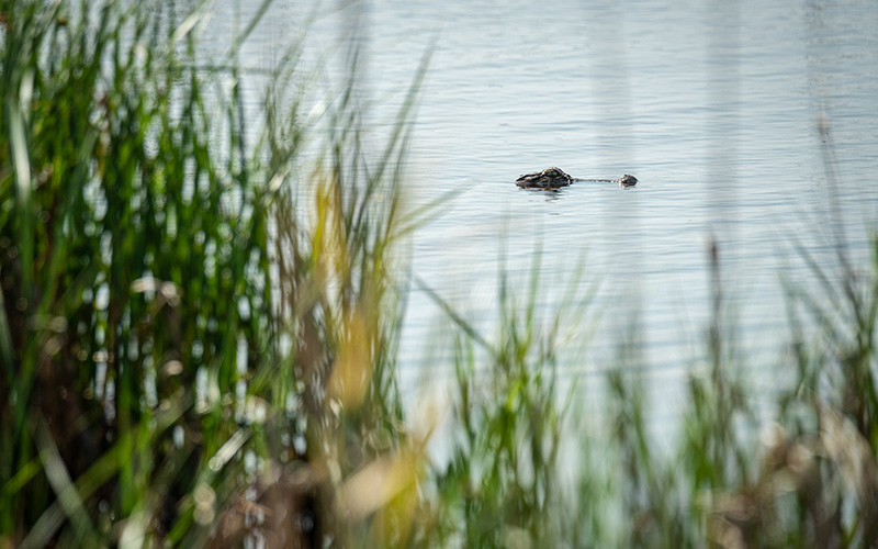 Alligators were hunted to near extinction during the early 20th century ...